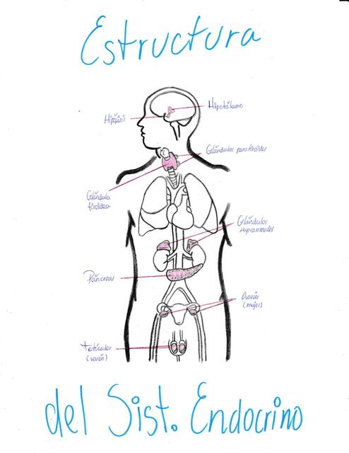 Aprende A Dibujar El Sistema Endocrino Humano Paso A Paso – Themelower Aprende A Dibujar El Sistema Endocrino Humano Paso A Paso – Themelower