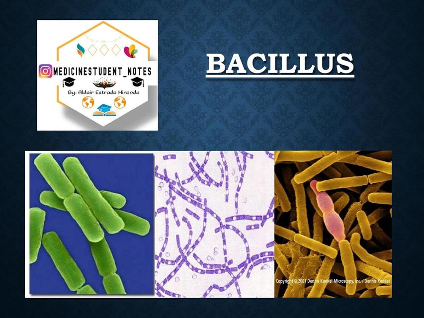Bacillus (Microbiología) | medicinestudent_notes (Aldair) | uDocz