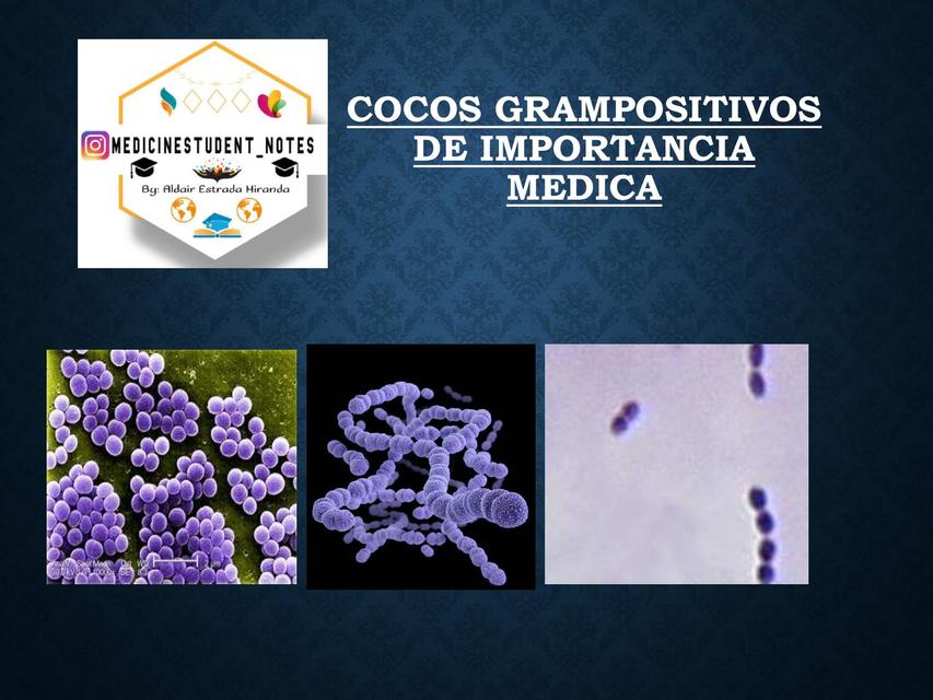 Estafilococo y Estreptococo (Microbiología) | medicinestudent_notes ...