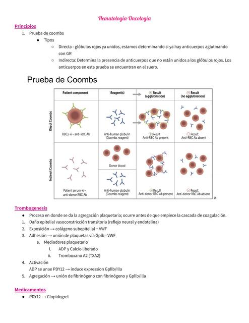 Hematologia - oncologia | MEDilove | uDocz