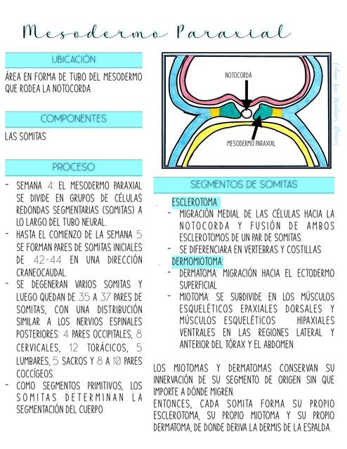 Mesodermo Paraxial resumen | Celina Martinez | uDocz