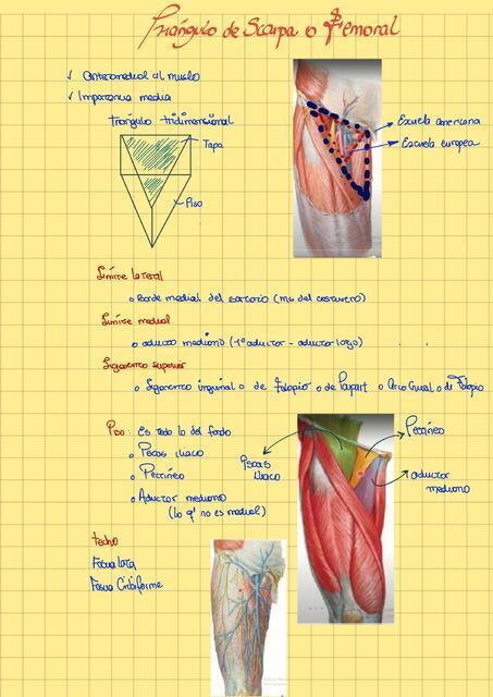 Triángulo femoral (Scarpa) | Mizonamédica | uDocz
