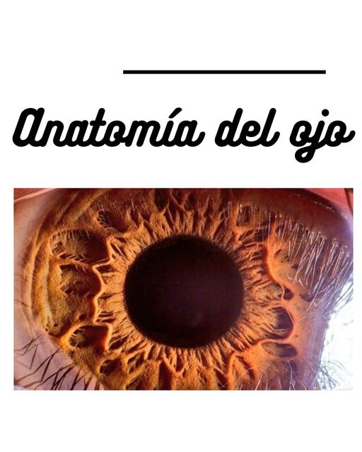 Anatomía del ojo | medi_fer | uDocz