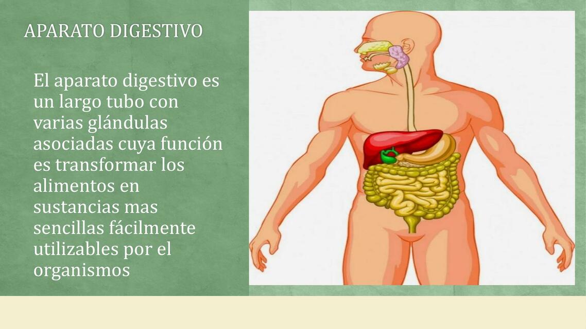 Semiología del Sistema Digestivo | uDocz