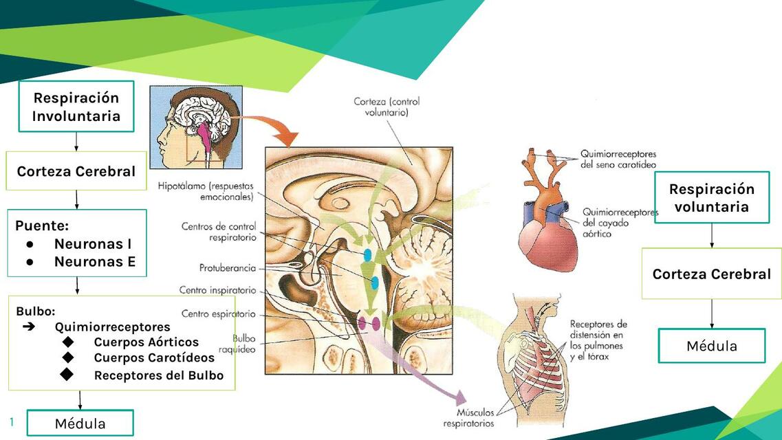 Control Nervioso de la Respiración | MEDilove | uDocz