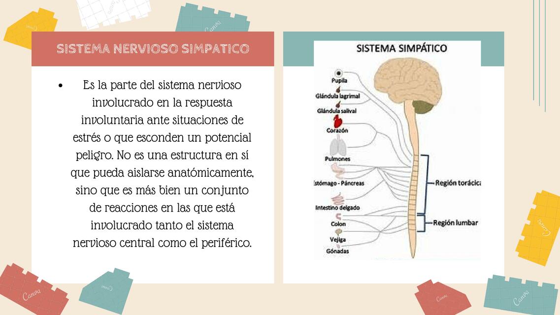 Sistema nervioso simpático | Daniel Jesús Herrera Dávila | uDocz