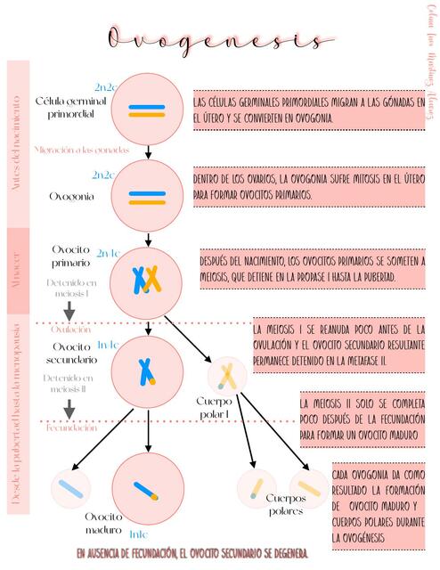 Ovogenesis | Celina Martinez | uDocz