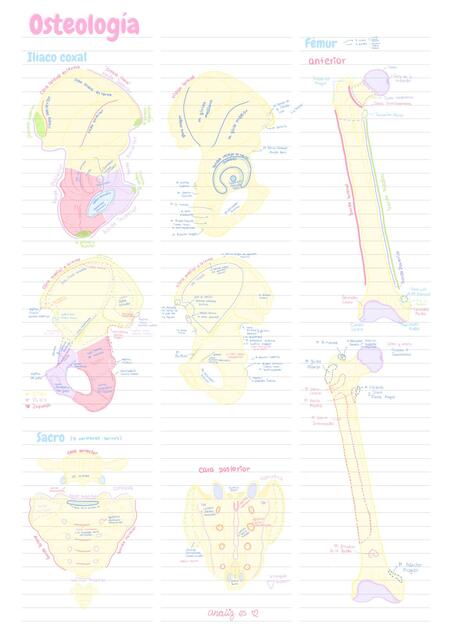 Musculos Inferiores | uDocz