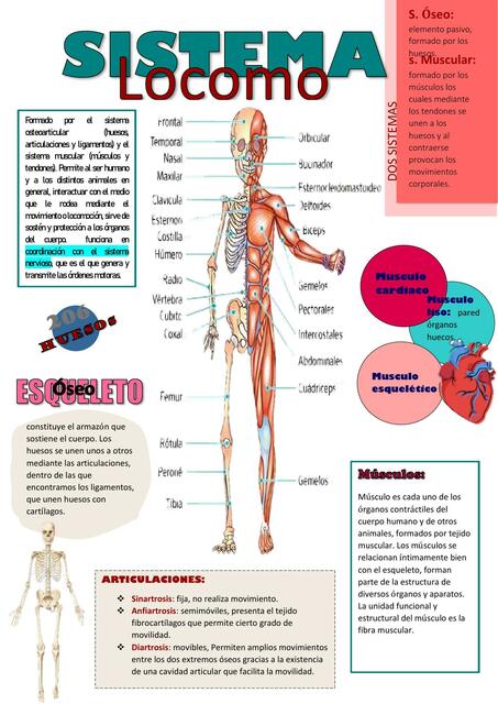 Sistema Locomotor | Alan R | uDocz