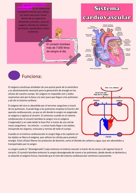 Sistema cardiovascular | Alan R | uDocz