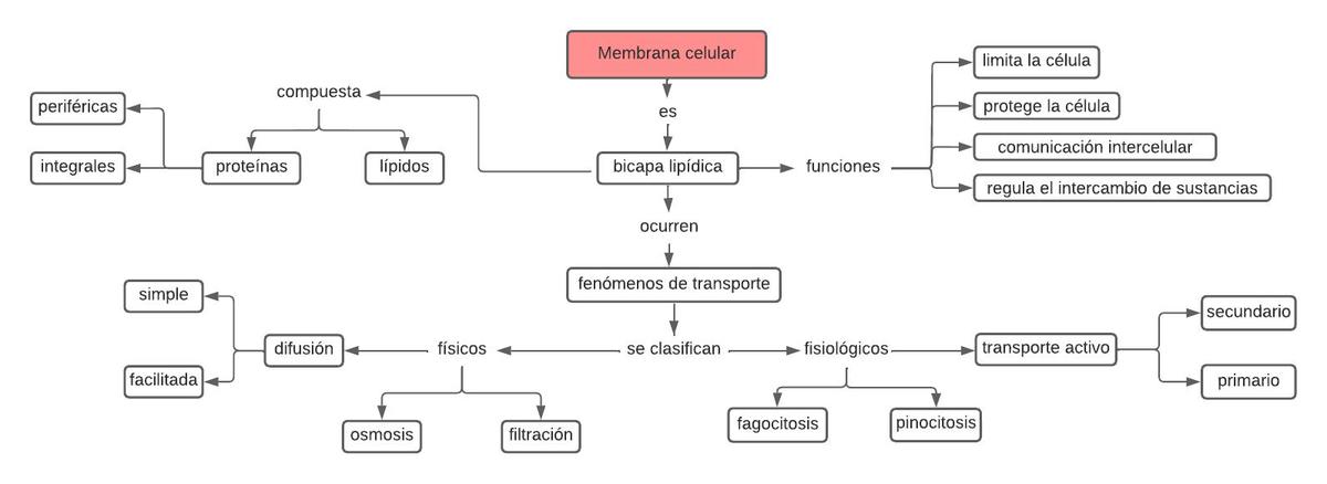 Membrana celular | Meriam Serrano | uDocz