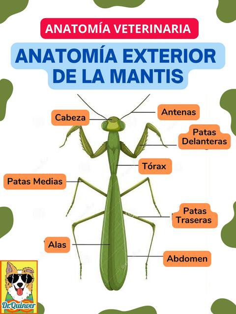 Anatomía Exterior de la Mantis | Dr.Quinver | uDocz Anatomía Exterior de la Mantis | Dr.Quinver | uDocz