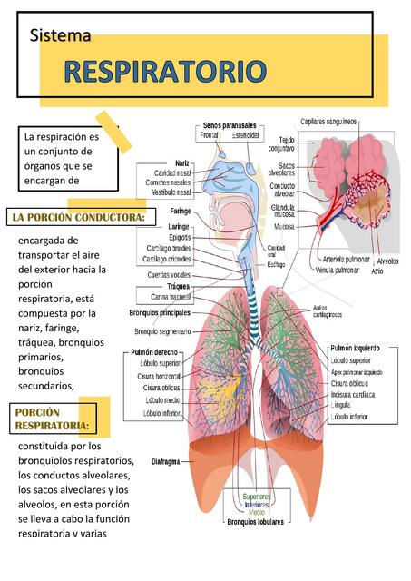 Sistema respiratorio | Alan R | uDocz