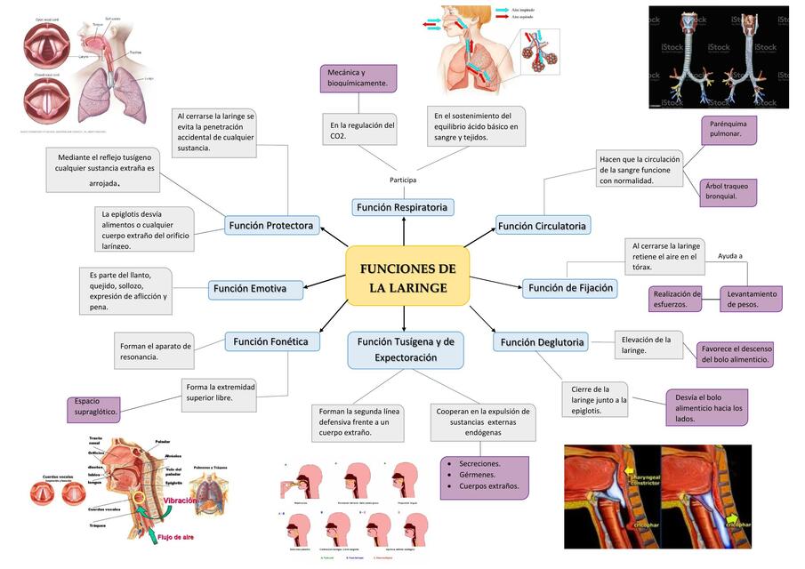 Funciones de la laringe | Yoshanira Mamani | uDocz