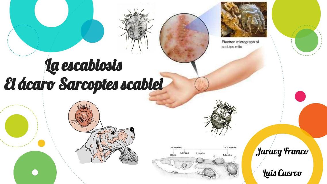 La escabiosis El ácaro Sarcoptes scabiei | MEDilove | uDocz