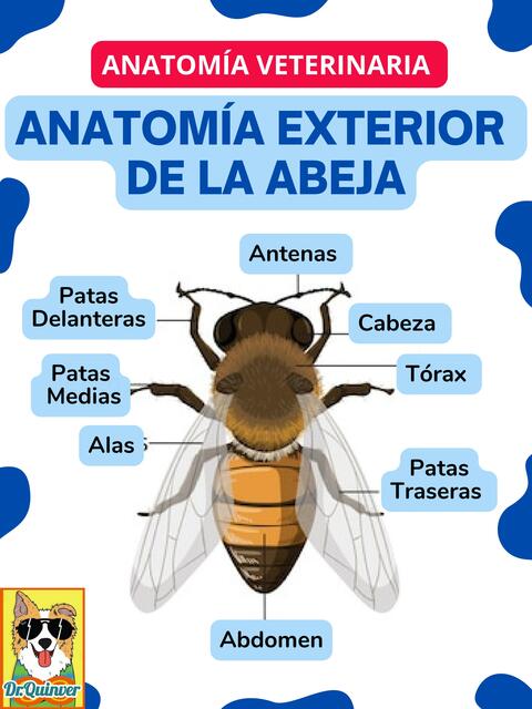 Anatomía Exterior de la Abeja | Dr.Quinver | uDocz