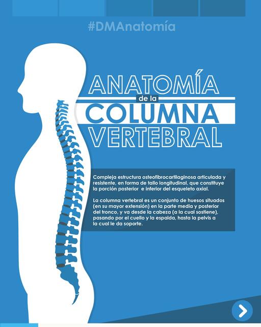 Anatomía de la Columna Vertebral | Enfermería | uDocz