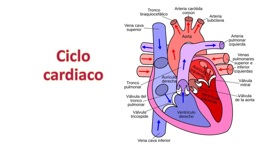 Ciclo Cardiaco y Gasto Cardiaco | MARYURI LISBETH | uDocz