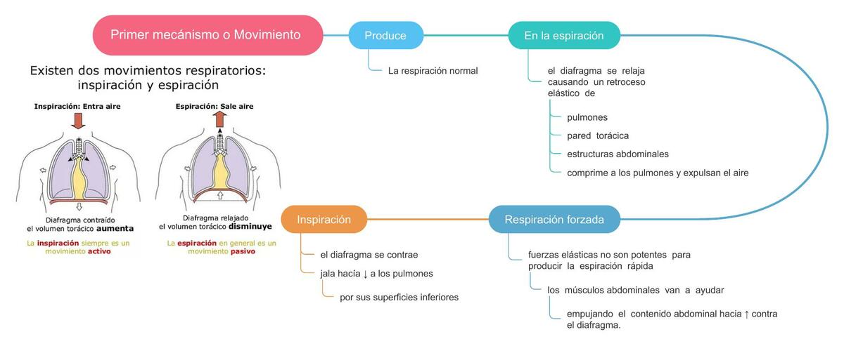 Ventilación Pulmonar 2 | MARYURI LISBETH | uDocz