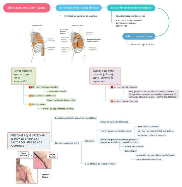 Ventilación Pulmonar 3 | MARYURI LISBETH | uDocz