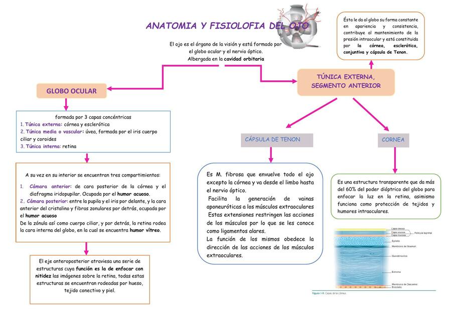 Anatomía y Fisiología del Ojo | medicina eli | uDocz