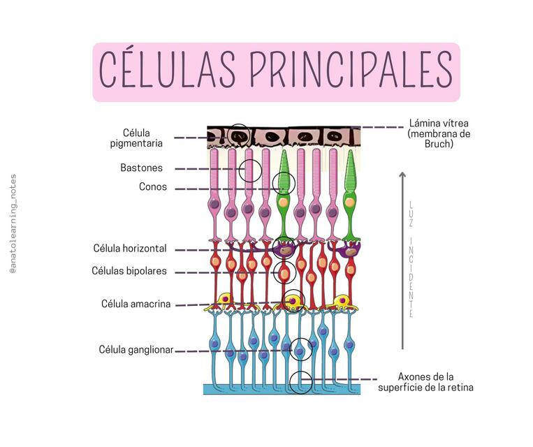 Células principales de la retina | Anatolearning_notes (Fátima Paico B ... Células principales de la retina | Anatolearning_notes (Fátima Paico B ...