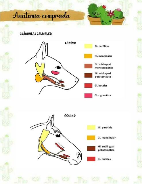 Glándulas Salivales Fraii Udocz
