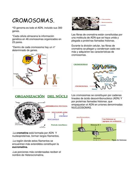 Cromosomas | Angie Ponce | uDocz