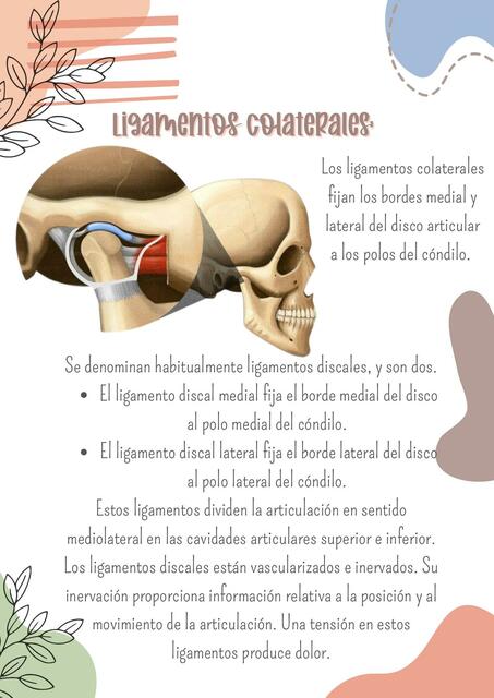 LigamentosColaterales | Linda Palacios | uDocz