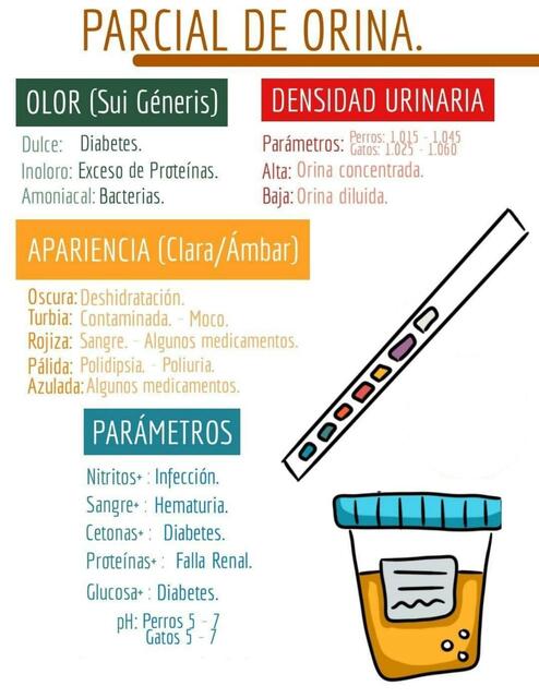 007 Gravedad Específica Y PH De La Orina PDF Ph Orina, 54% OFF