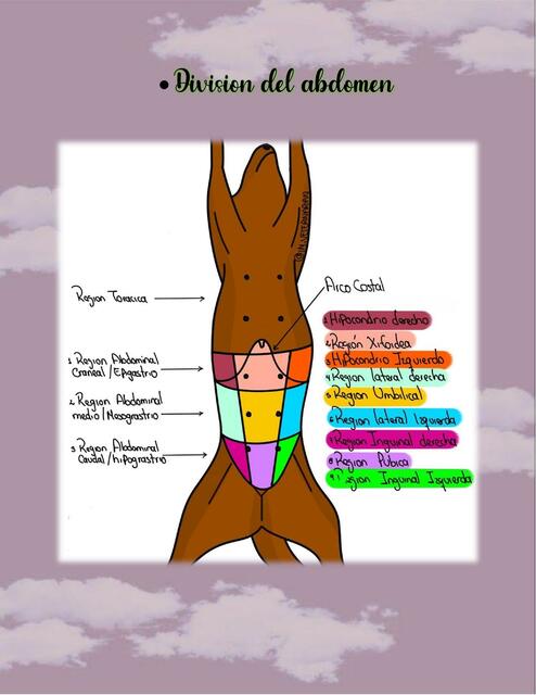 Division del abdomen | fraii | uDocz