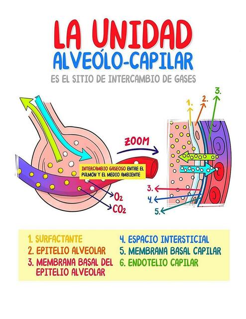 Unidad alveolo capilar | fraii | uDocz