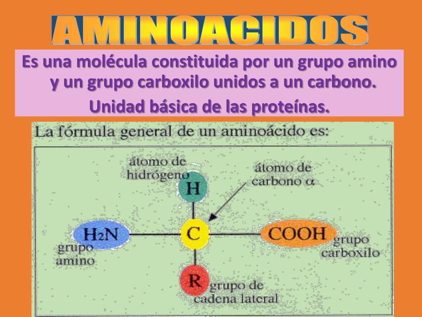 Aminoácidos | Linda Milena León Gómez | uDocz