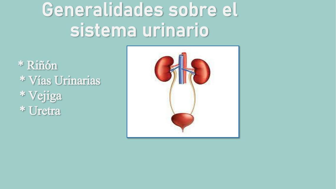 Generalidades sobre el sistema urinario | Gabriela Servin | uDocz