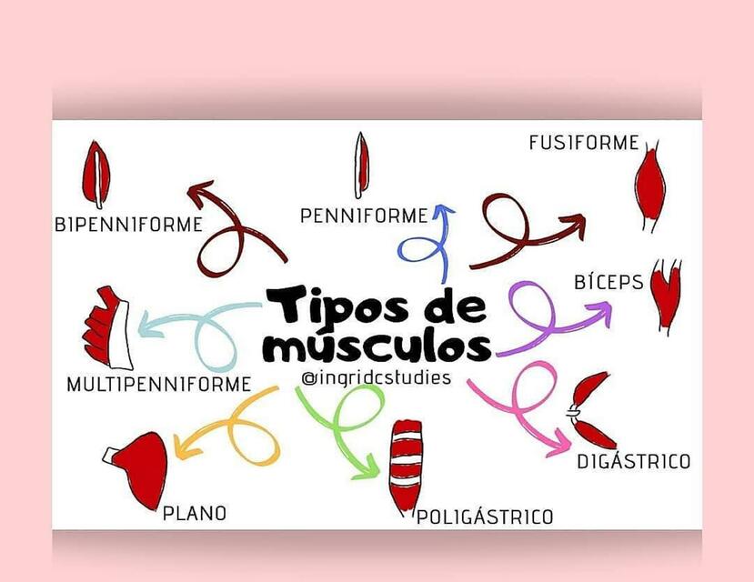 Tipos de músculos | fraii | uDocz