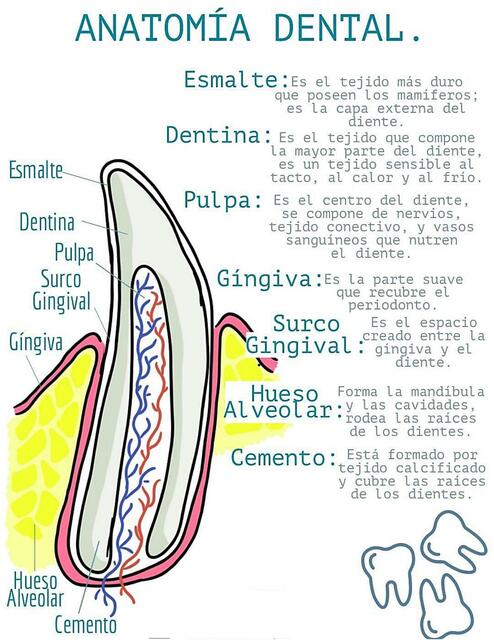 Anatomia dental | fraii | uDocz