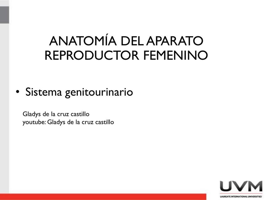 anatomia | uDocz