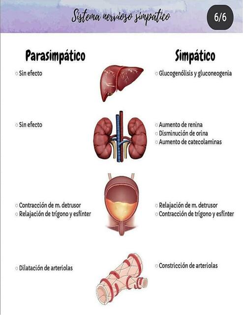 Sistema nervioso simpatico | fraii | uDocz
