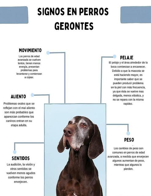 Resúmenes de Geronte | Descarga apuntes de Geronte