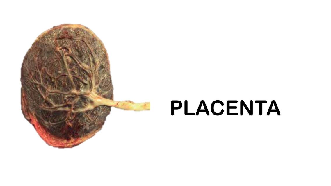 Placenta | Selva yazbeth Espinoza Villavicencio | uDocz