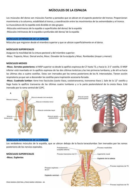Músculos de la Espalda | MFrias | uDocz
