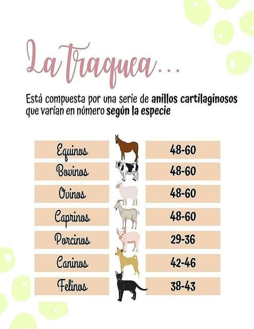 Traquea de las especies domesticas | fraii | uDocz