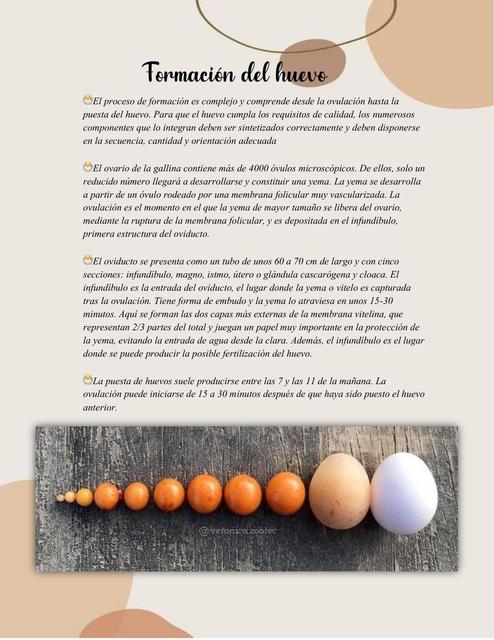 Resúmenes de Huevos | Descarga apuntes de Huevos