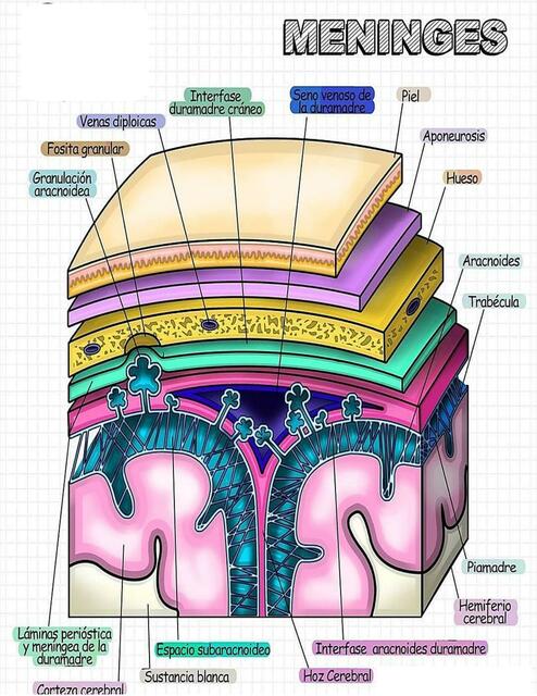 Meninges | fraii | uDocz