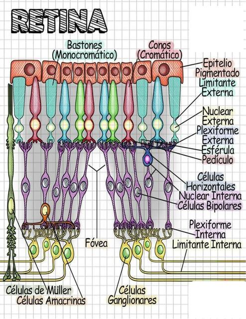 Retina | fraii | uDocz