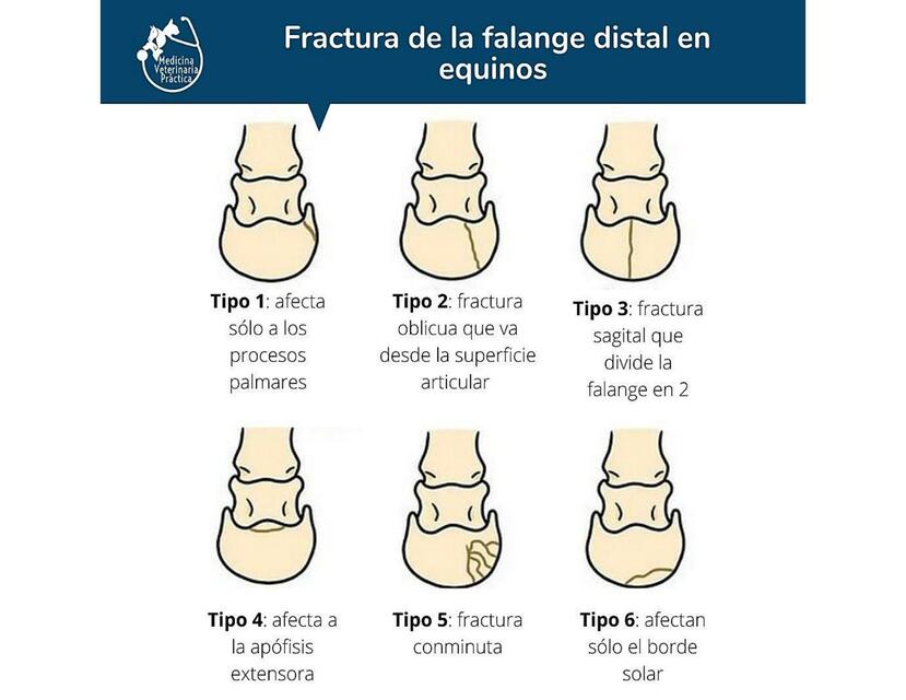Fractura de falange distal en equinos