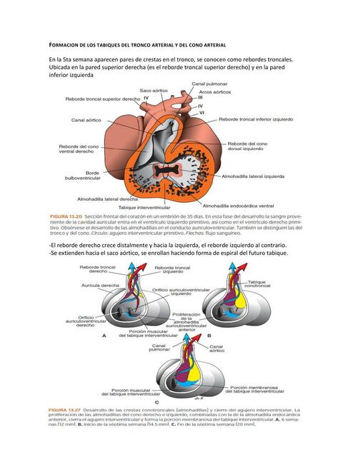 Cardiovascular | uDocz