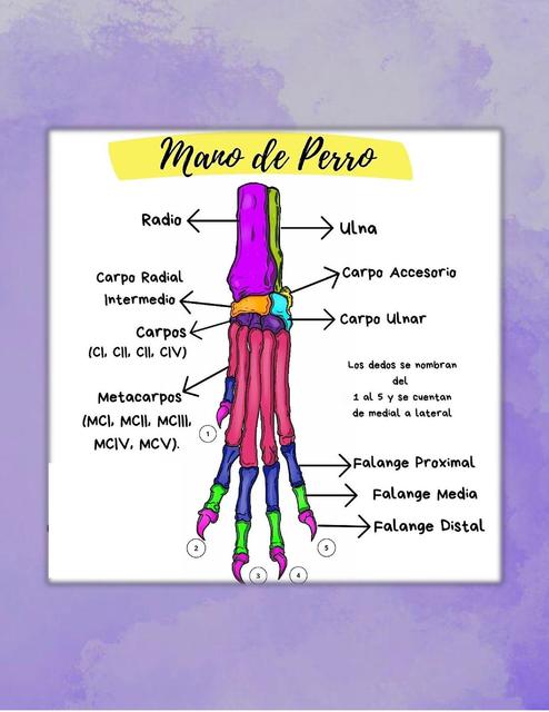 Mano del perro | fraii | uDocz