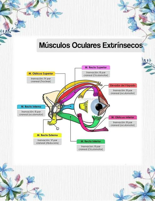 Musculos oculares extrinsecos | fraii | uDocz