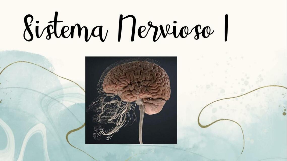 Sistema Nervioso | Siomara | uDocz
